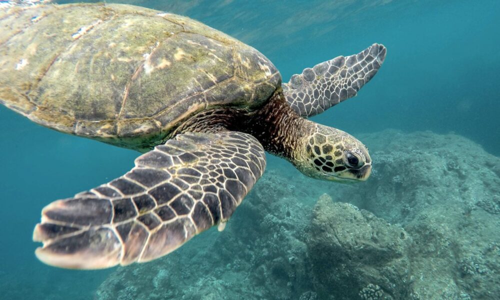 Llevan a cabo operativo SEMARNAT y PROFEPA para proteger a la tortuga ...